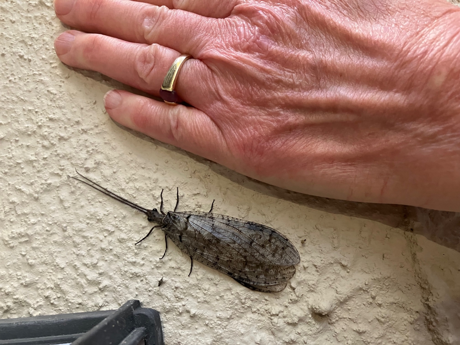 Ask A Curator | Santa Barbara Museum of Natural History