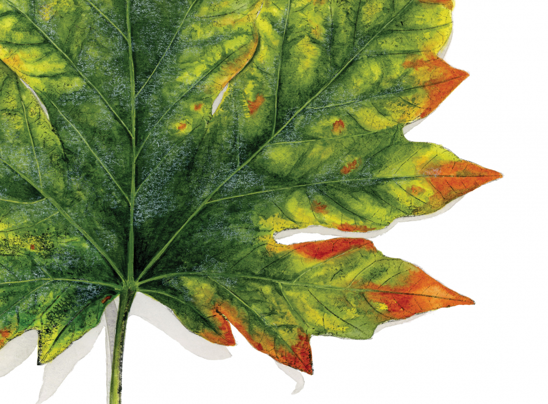 The Living Print | Santa Barbara Museum of Natural History