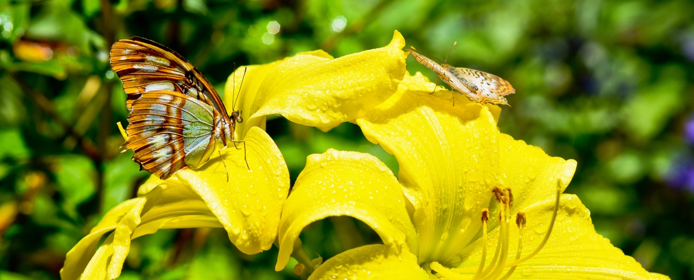 Butterflies Alive! | Santa Barbara Museum of Natural History