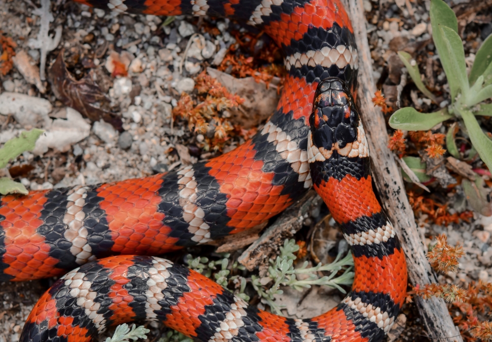 Science Pub: The Secret Lives of Snakes | Santa Barbara Museum of ...