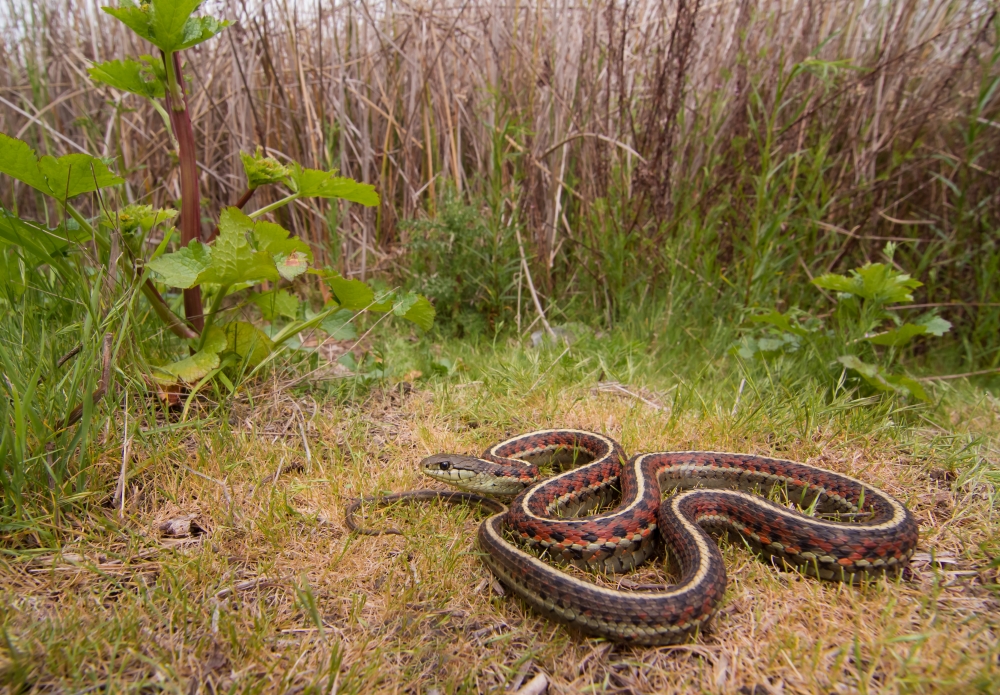 Science Pub: The Secret Lives of Snakes | Santa Barbara Museum of ...
