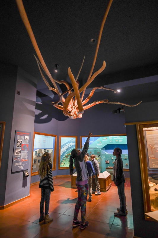 Earth & Marine Sciences | Santa Barbara Museum of Natural History