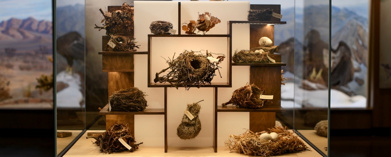 Bird Hall | Santa Barbara Museum of Natural History