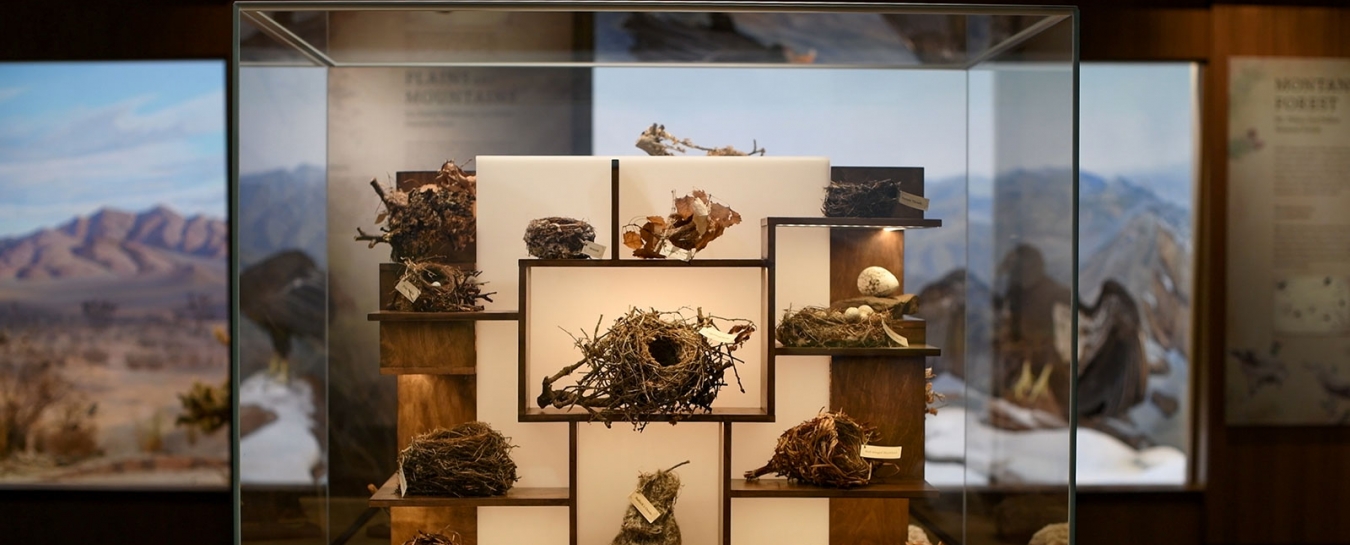 Bird Hall | Santa Barbara Museum of Natural History