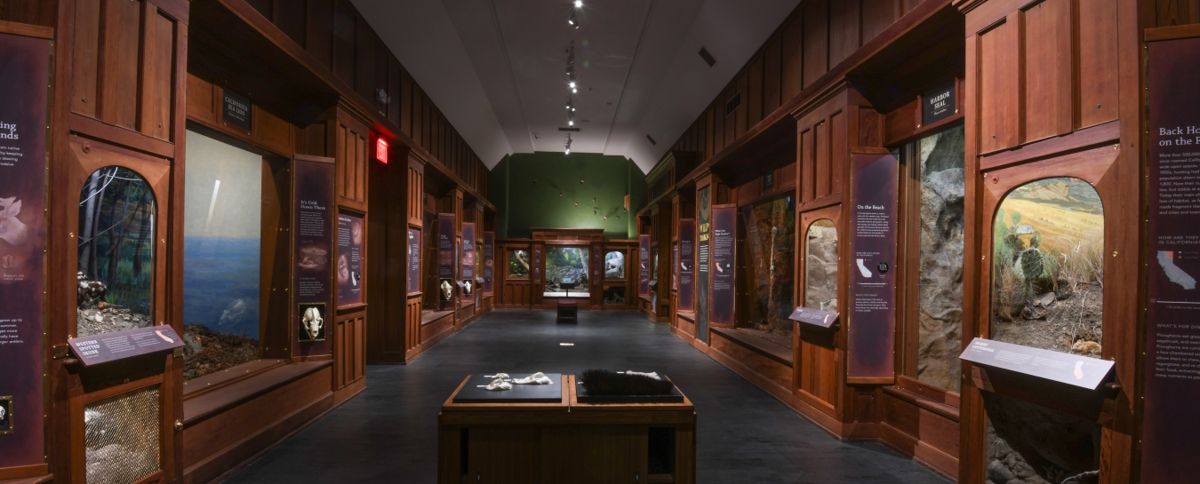 Mammal Hall | Santa Barbara Museum of Natural History