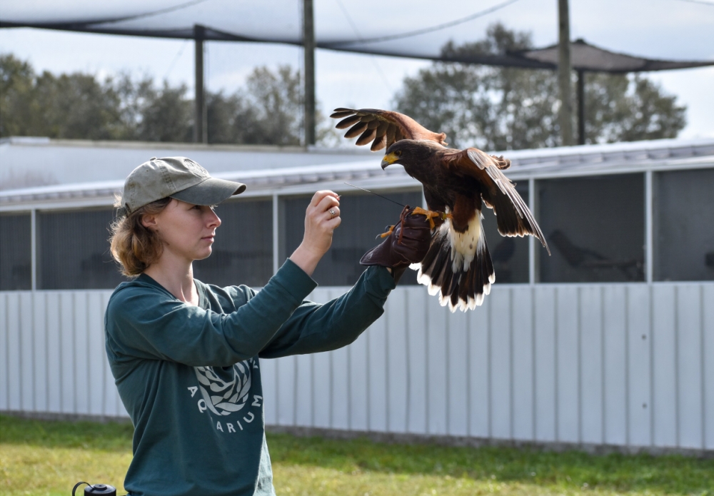 Science Pub: Eyes in the Sky Raptors | Santa Barbara Museum of Natural ...