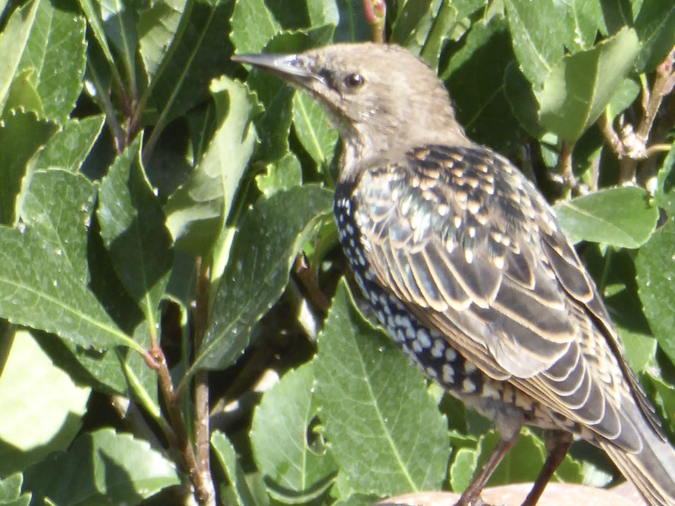 Ask A Curator | Santa Barbara Museum of Natural History