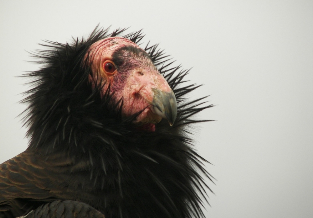 Science Pub: California Condor – Recovering a Local Icon | Santa ...