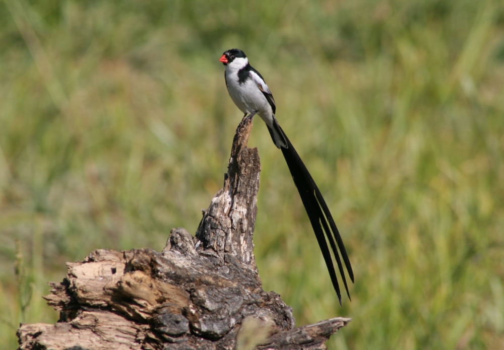 Southern California’s Other Avifauna: Trends, Traits, and Troubles of ...