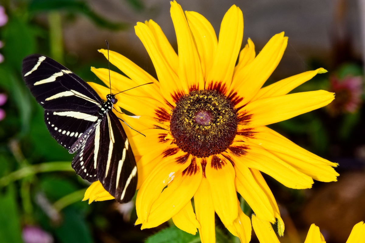 Butterflies Alive! | Santa Barbara Museum of Natural History