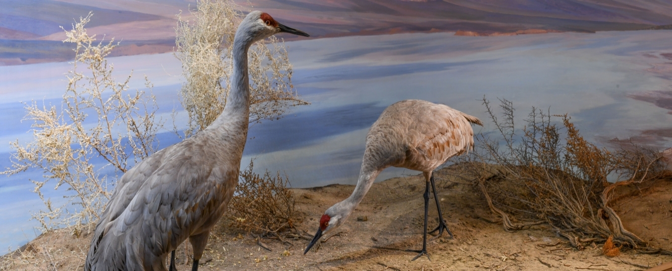 Bird Diversity Hall, Bird Habitat Hall, and Maximus Gallery - Closed ...