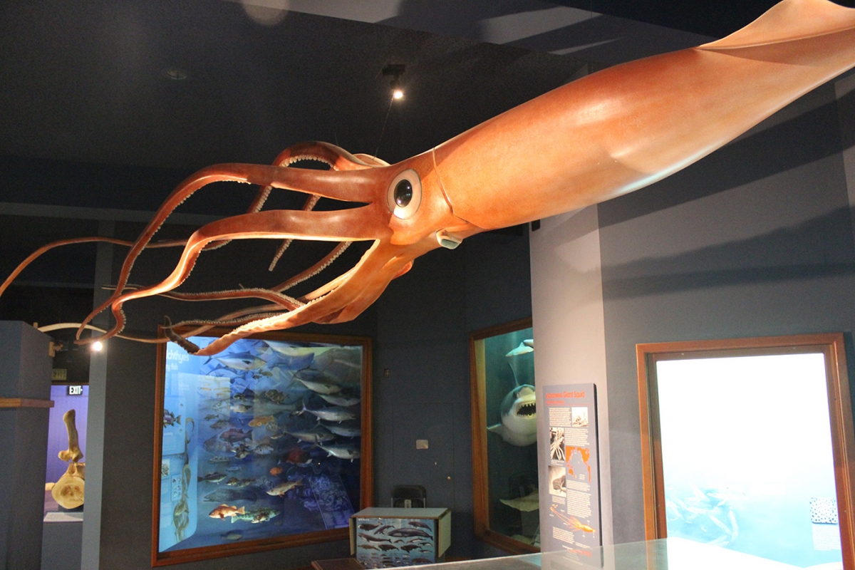 Earth & Marine Sciences | Santa Barbara Museum of Natural History