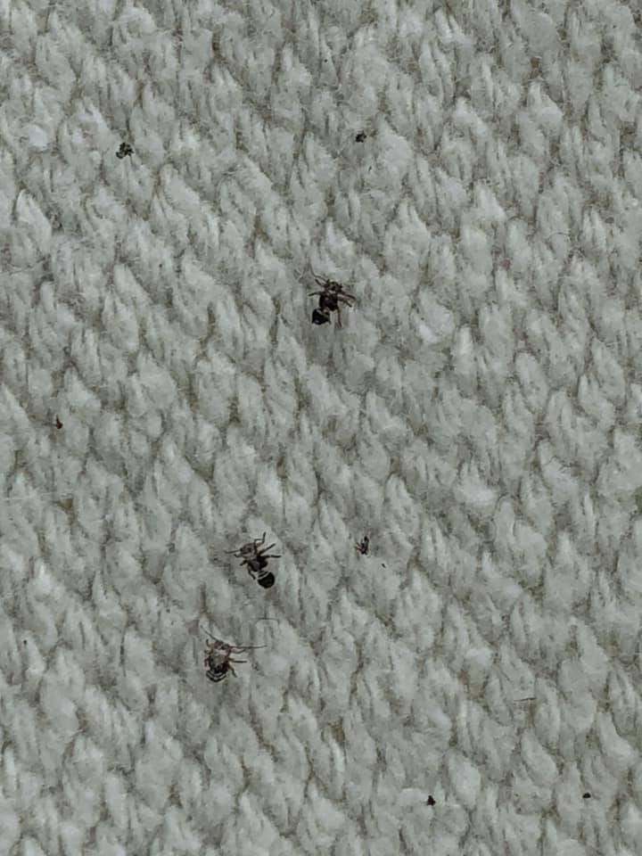 Ask A Curator | Santa Barbara Museum of Natural History