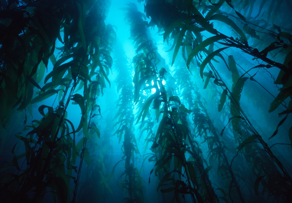 Science Pub: Parasitic Worms in a Dark Wet Forest | Santa Barbara ...