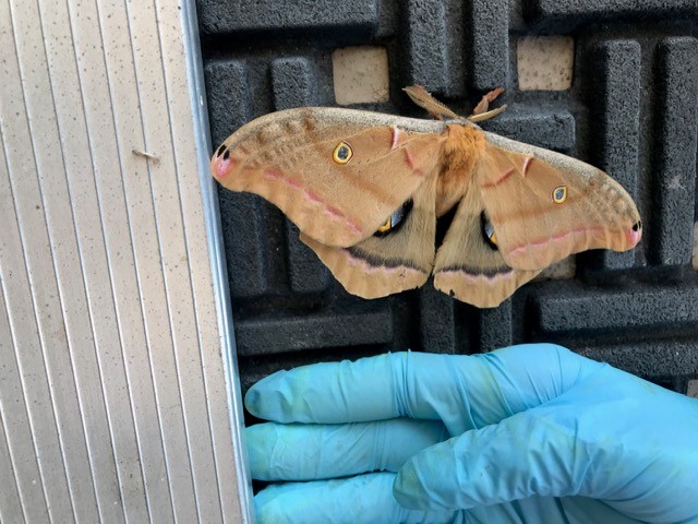 Ask A Curator | Santa Barbara Museum of Natural History