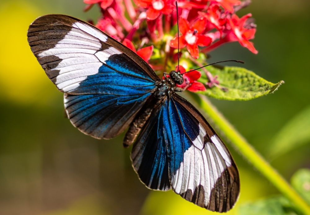 Butterflies Alive! Exhibit Opens | Santa Barbara Museum of Natural History
