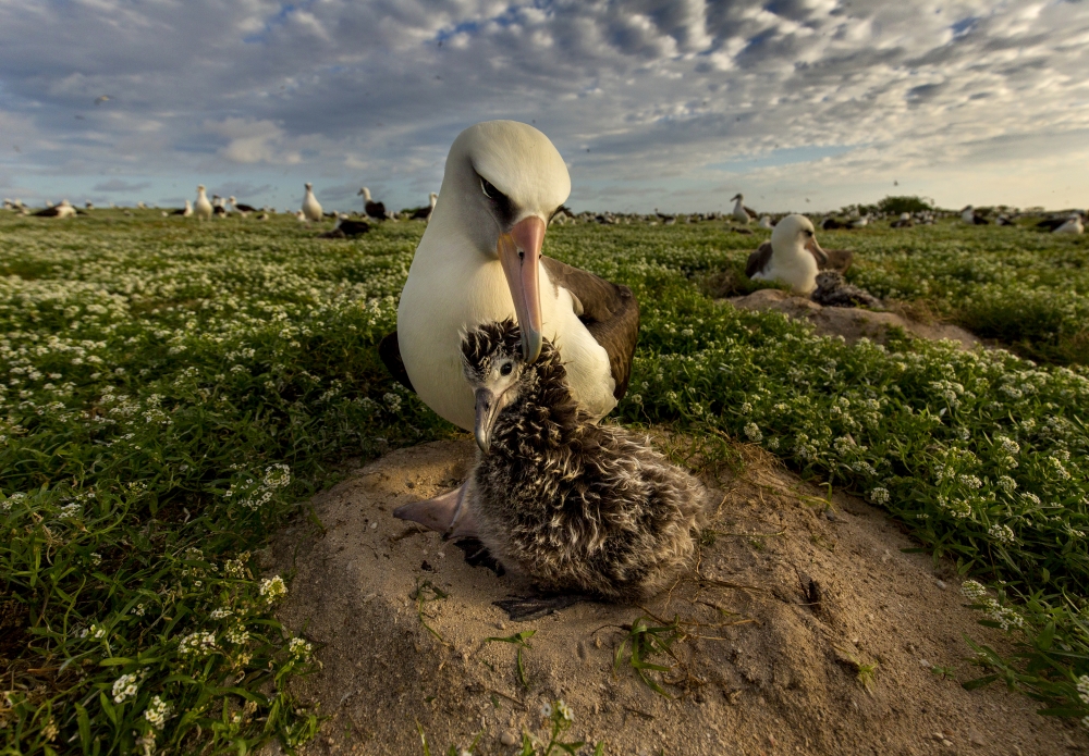 Wild Talks Featuring Ian Shive, Lynn Scarlett, and Geoffrey L. Haskett ...