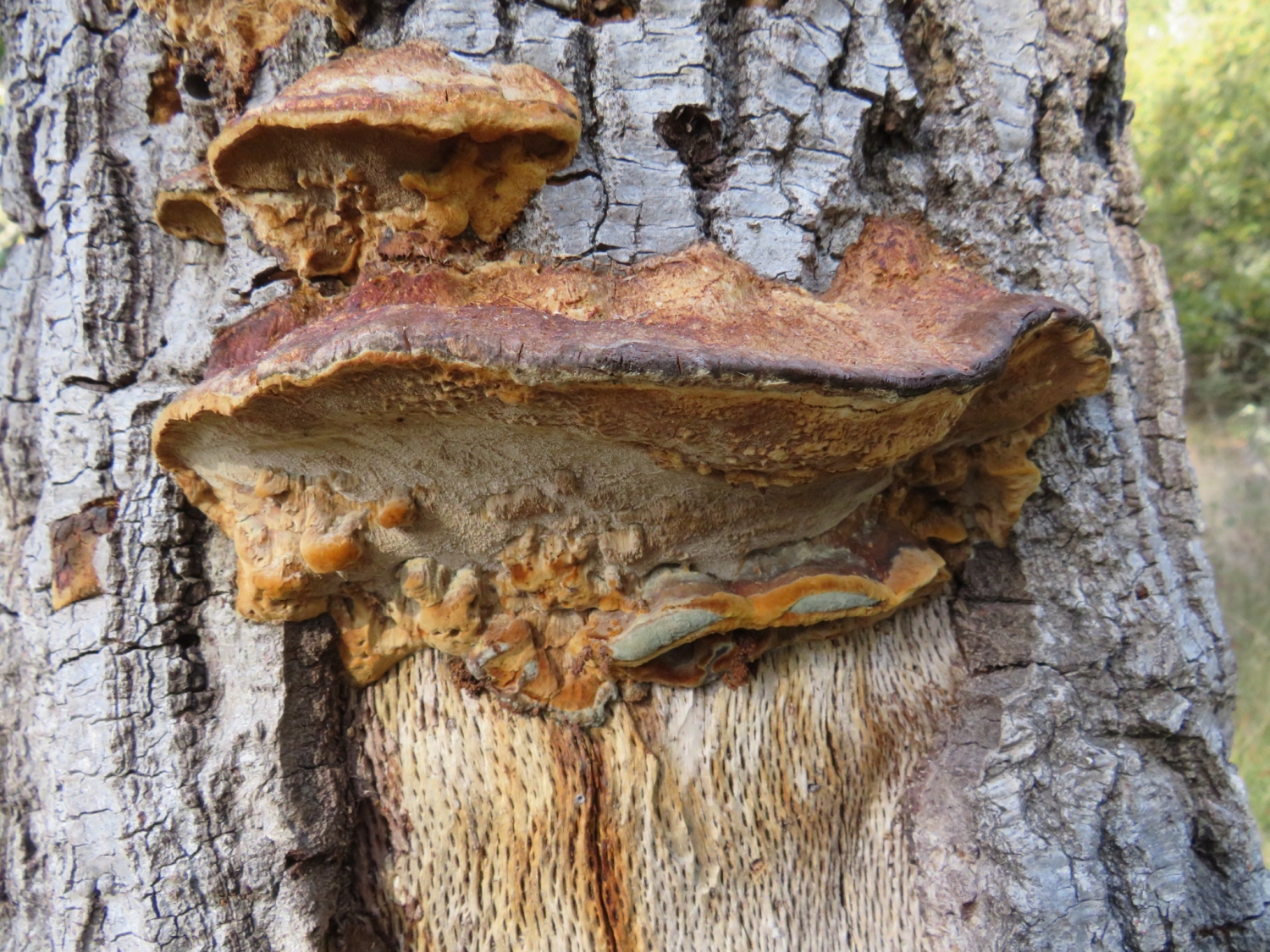 Ask A Curator | Santa Barbara Museum of Natural History